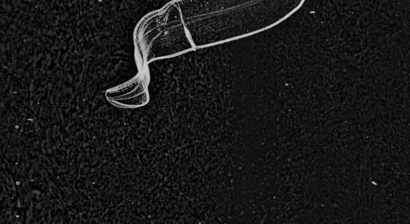 Fantastic Find Fridays! #FFF | Plankton Portal