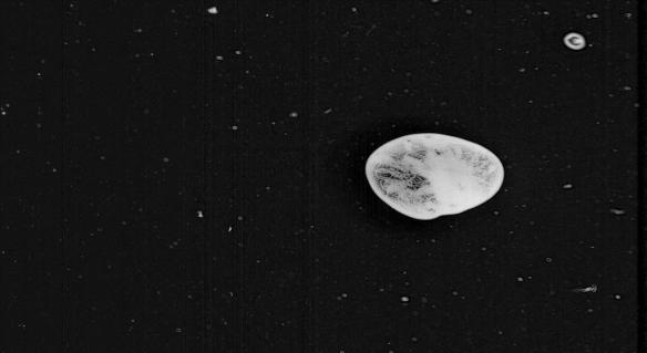 Why do the images look the way they do? | Plankton Portal