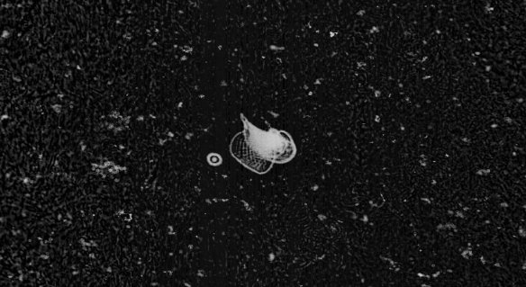 Pteropods By Dorothy Tang | Plankton Portal