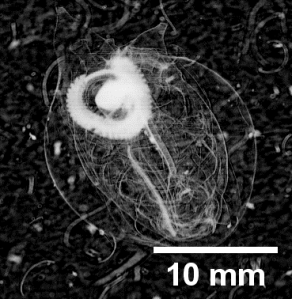 Salps and Doliolids | Plankton Portal