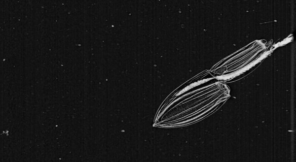 Siphonophore | Plankton Portal
