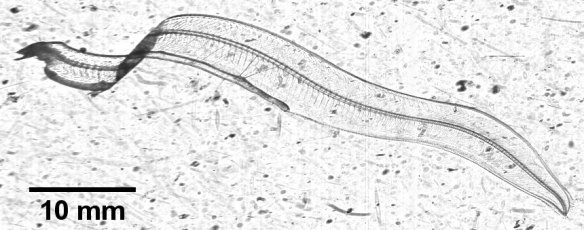 Leptocephalus larvae | Plankton Portal